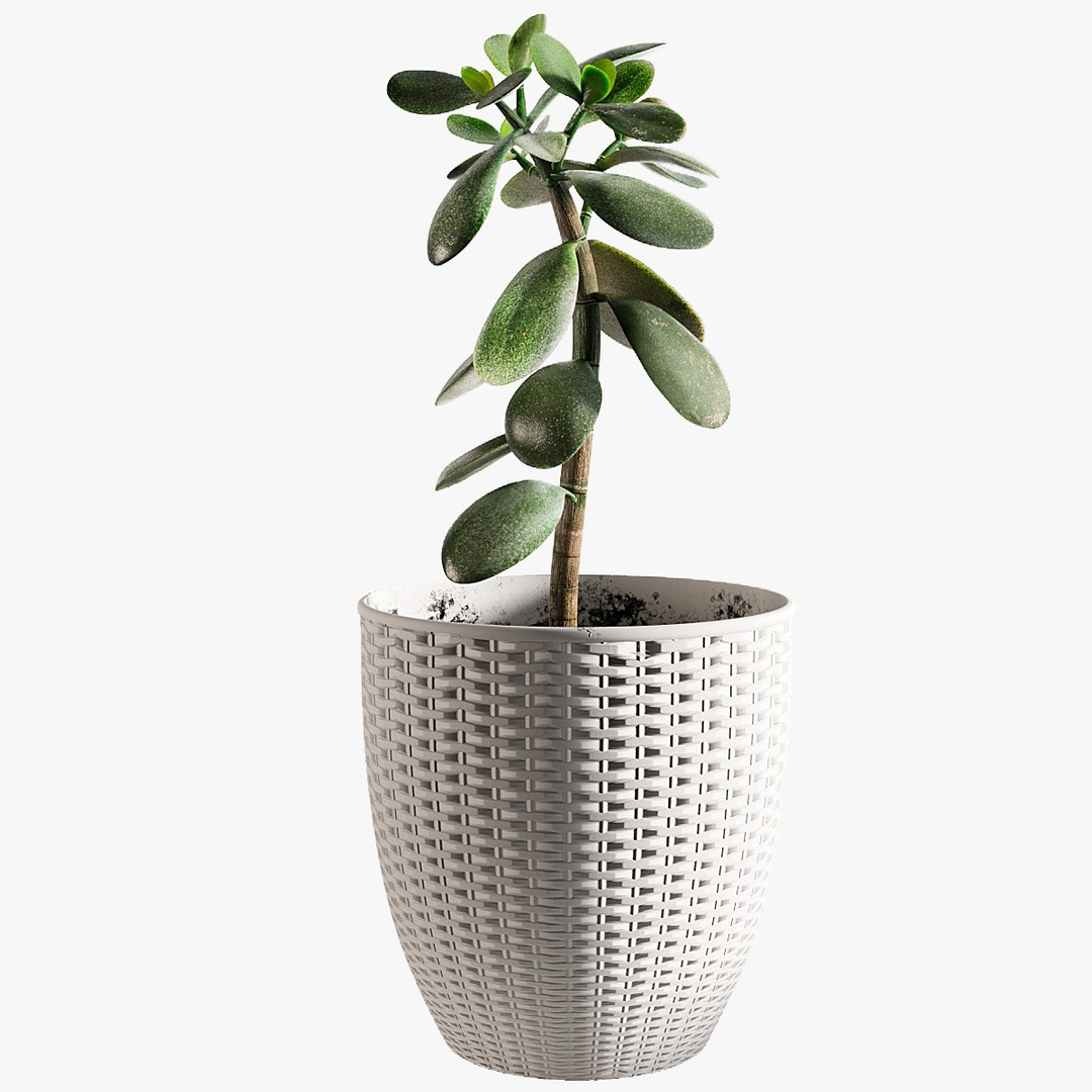 3D model Money Tree with Windows - Different Colors - TurboSquid 1735971