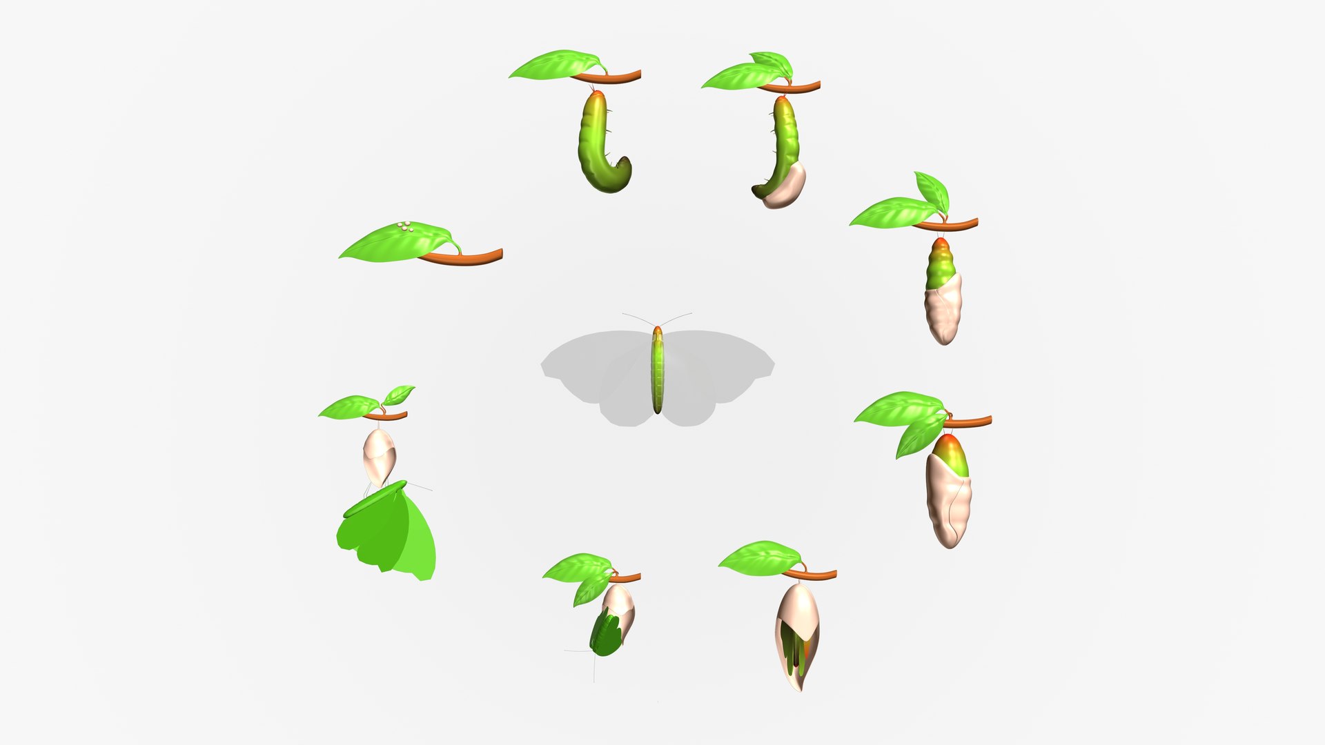 Butterfly Life Cycle Anatomy 3D - TurboSquid 1826646