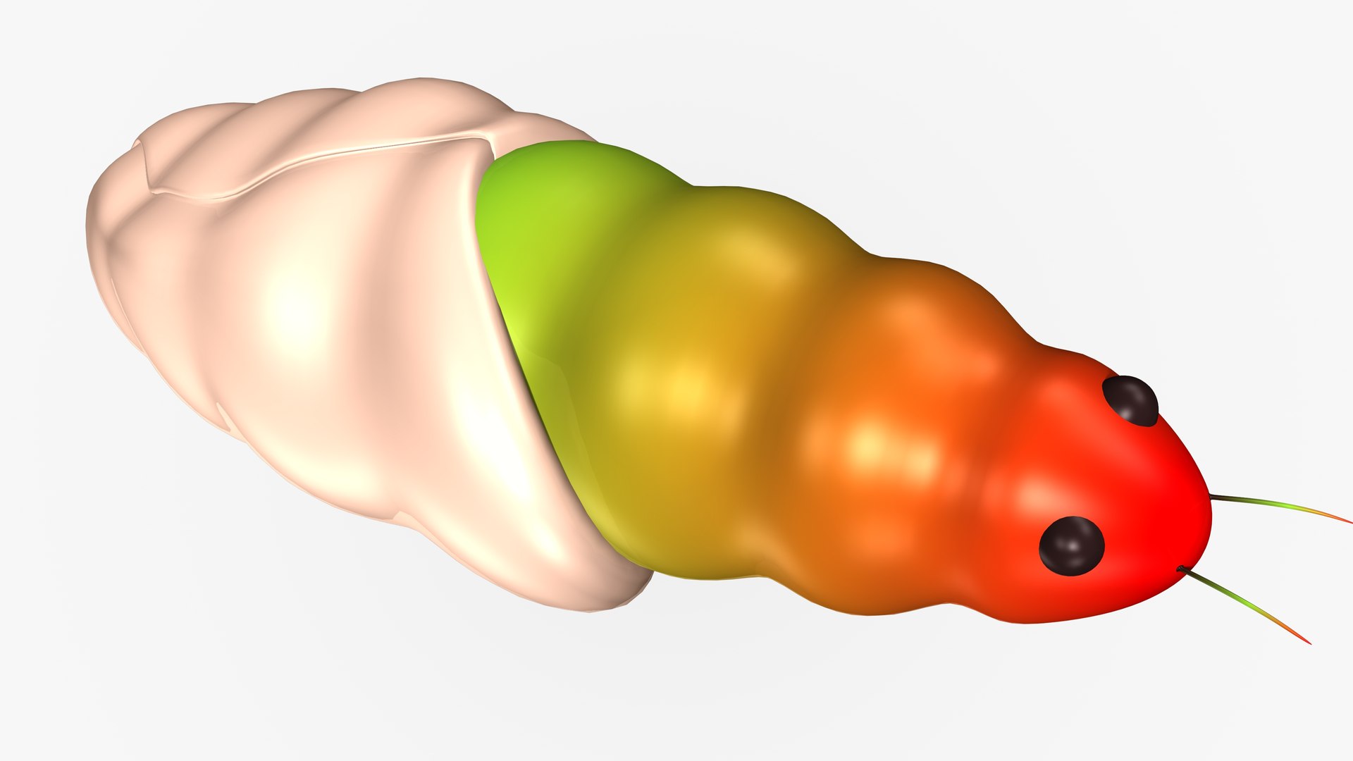 Butterfly Life Cycle Anatomy 3D - TurboSquid 1826646