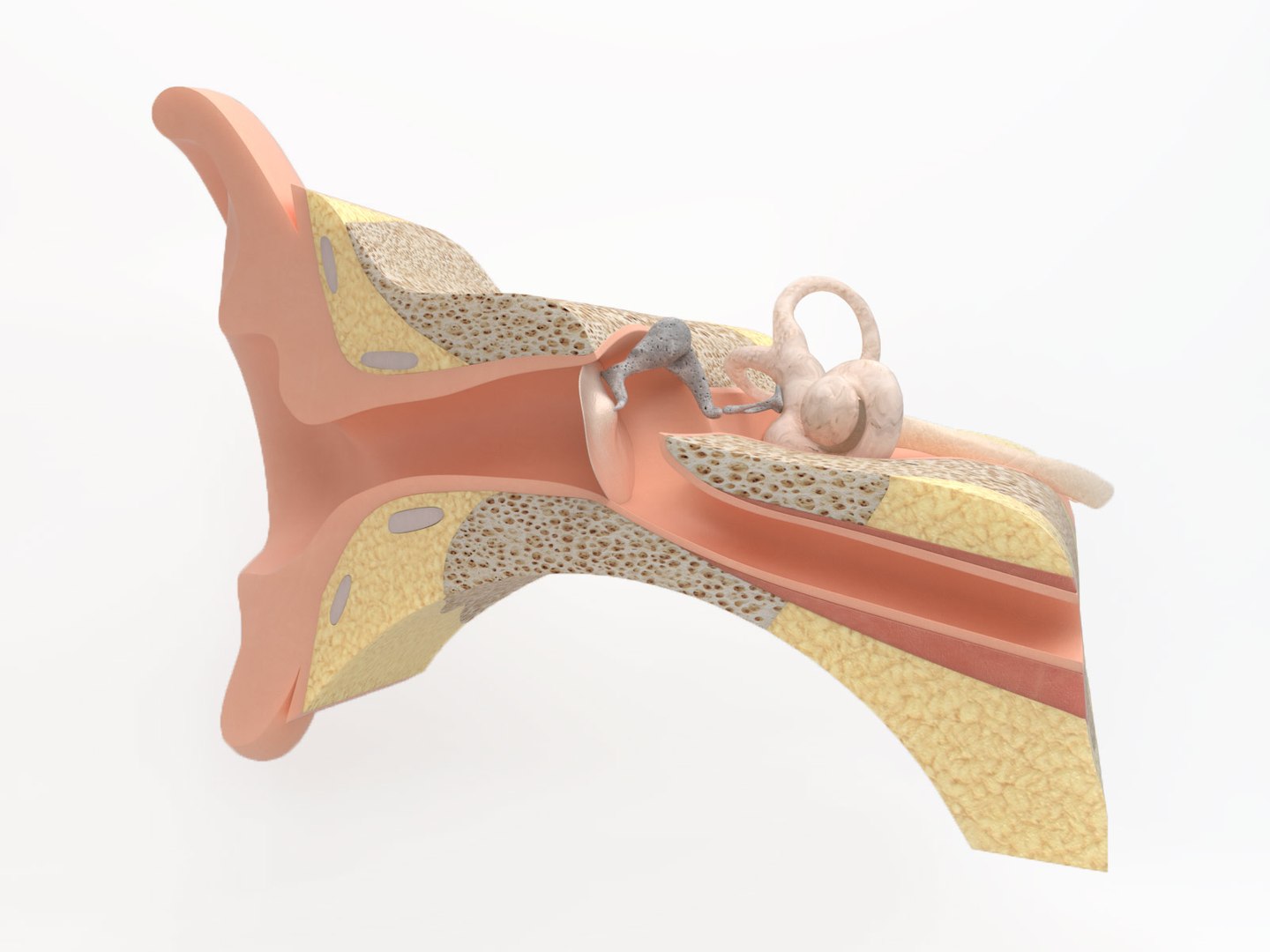 Inner Ear 3D Model - TurboSquid 1393937