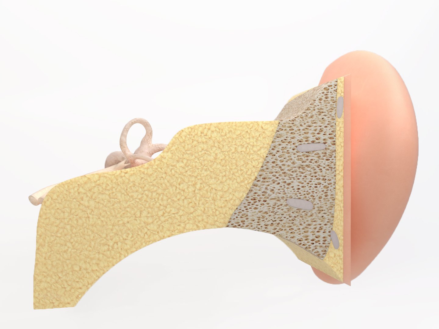 Inner Ear 3D Model - TurboSquid 1393937