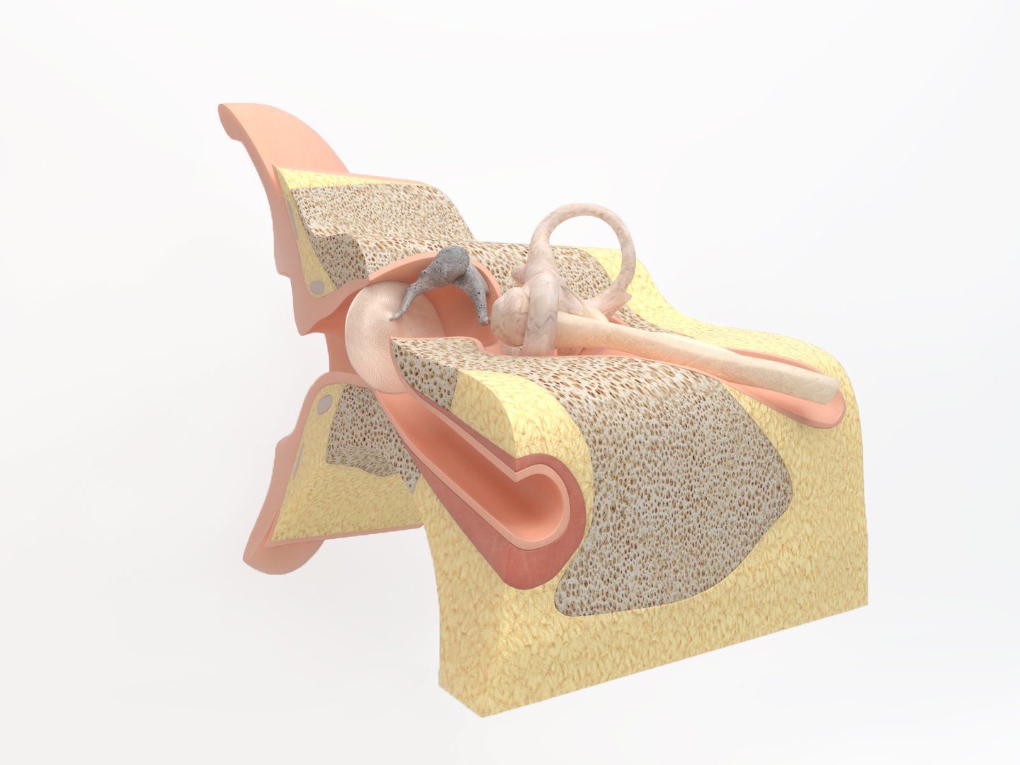 Inner Ear 3D Model - TurboSquid 1393937