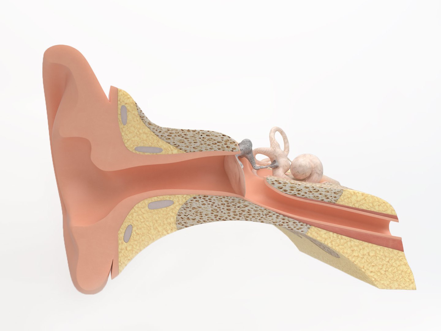 Inner Ear 3D Model - TurboSquid 1393937