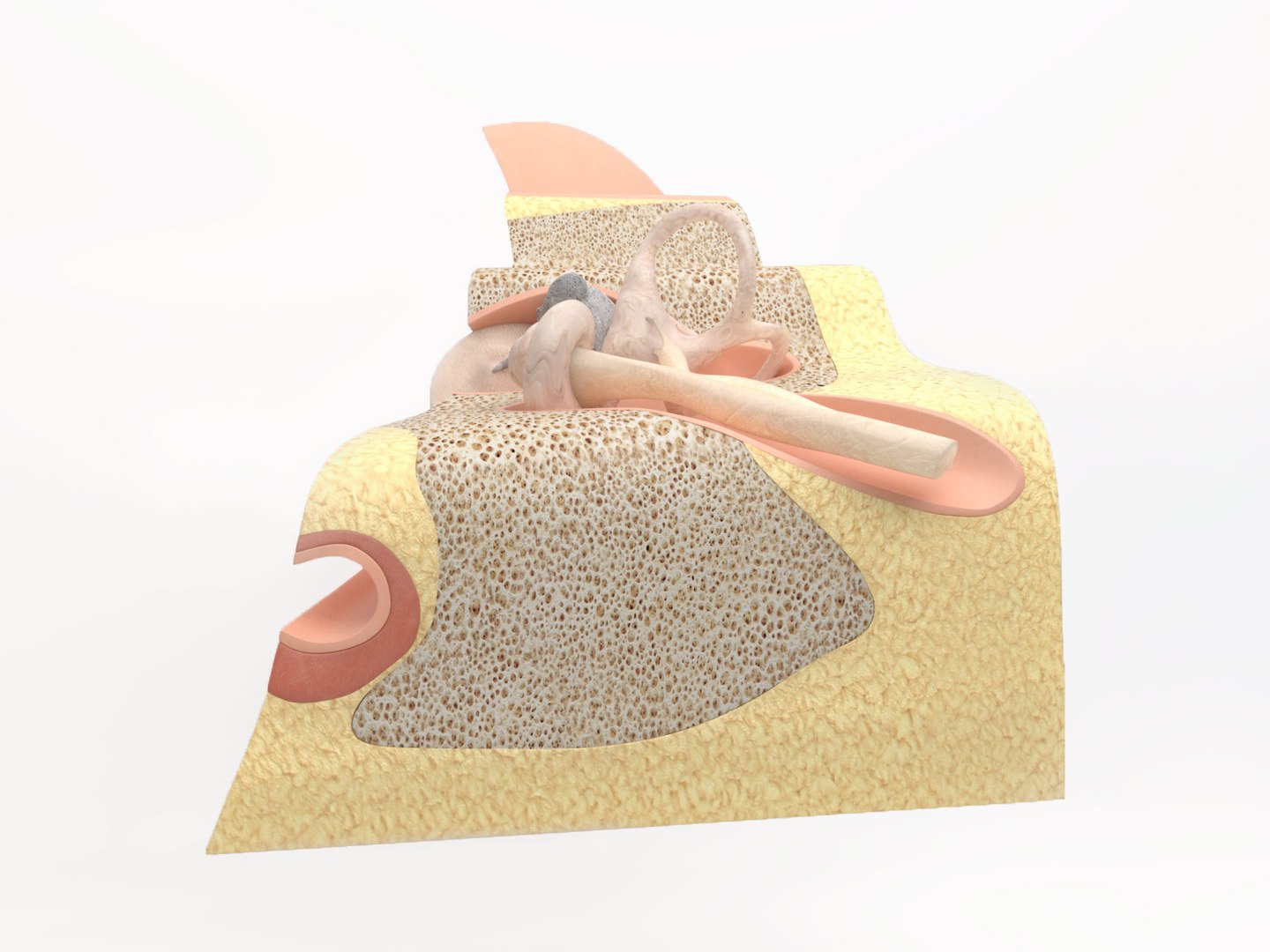 Inner Ear 3D Model - TurboSquid 1393937