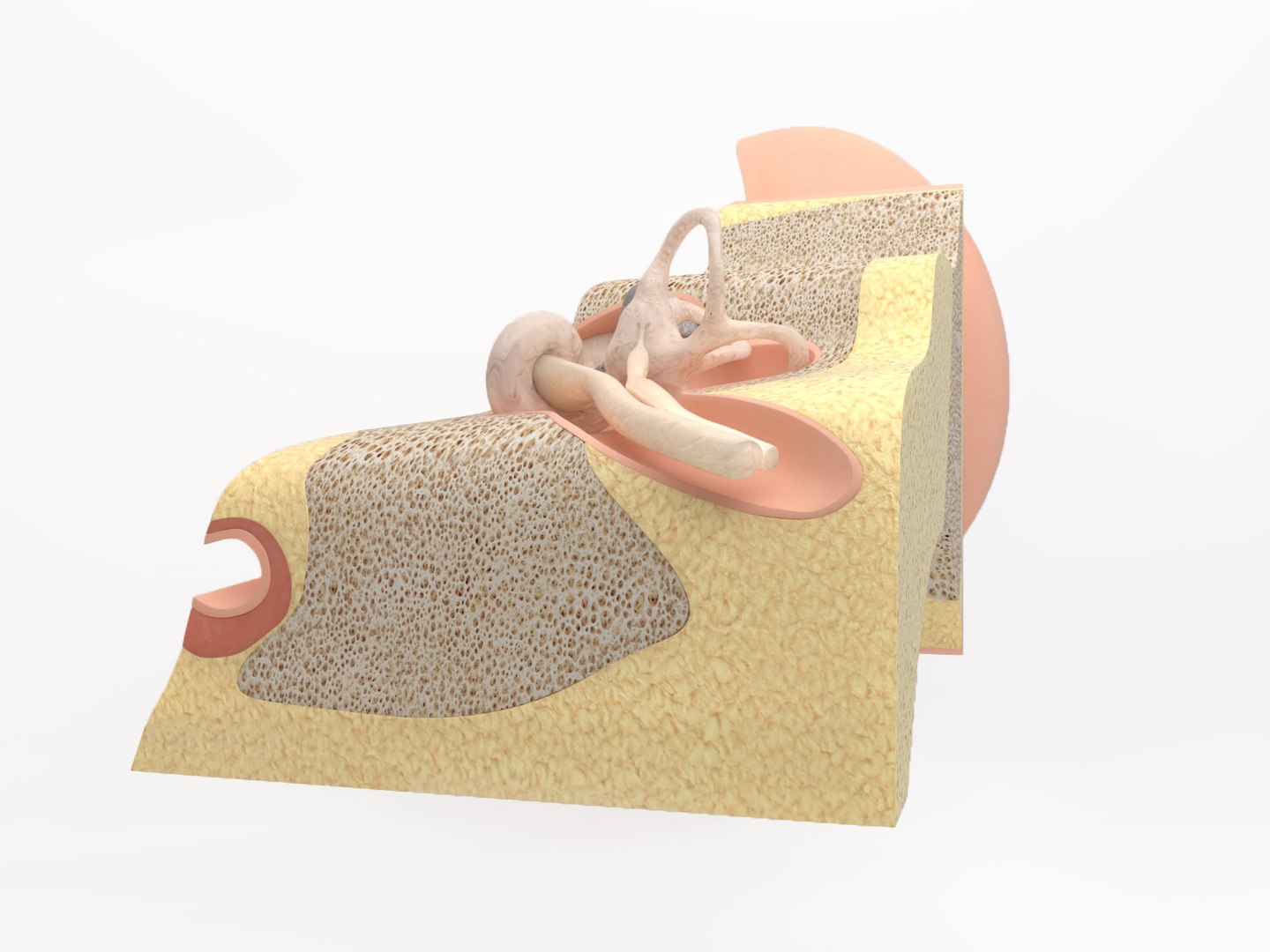 Inner Ear 3D Model - TurboSquid 1393937