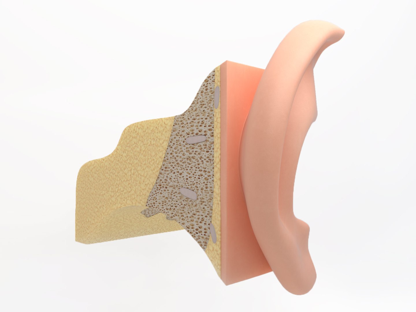 Inner Ear 3D Model - TurboSquid 1393937