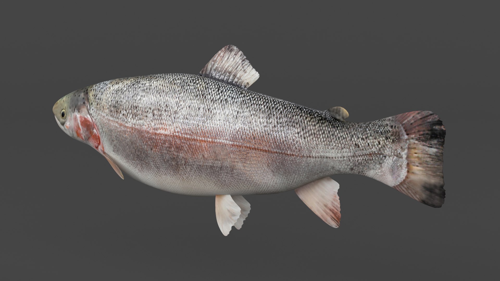 3D Model Fish Trout - TurboSquid 2117180