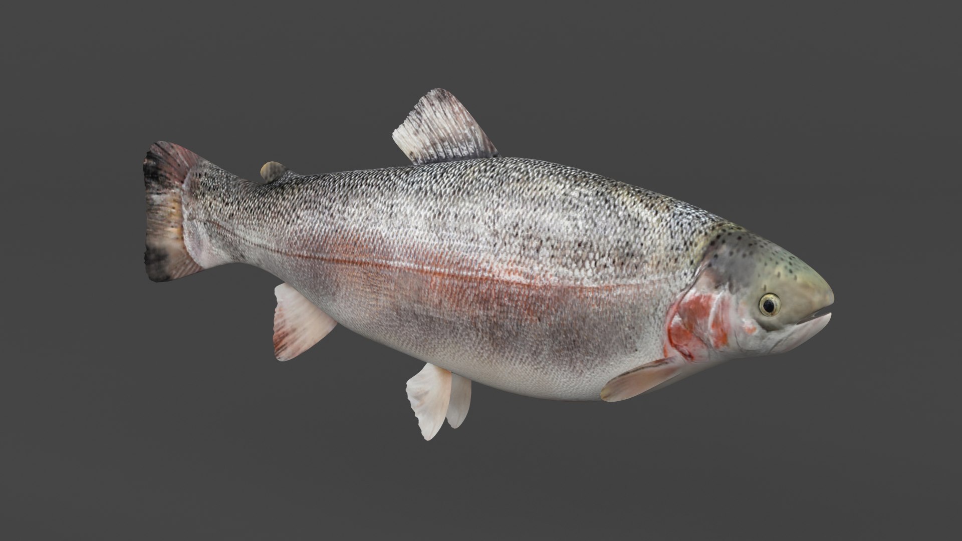 3D Model Fish Trout - TurboSquid 2117180