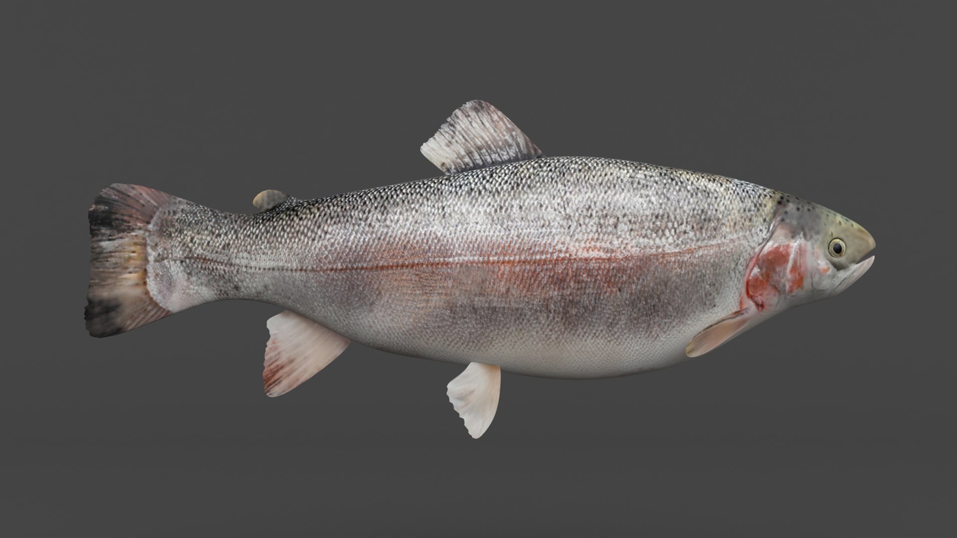3D Model Fish Trout - TurboSquid 2117180