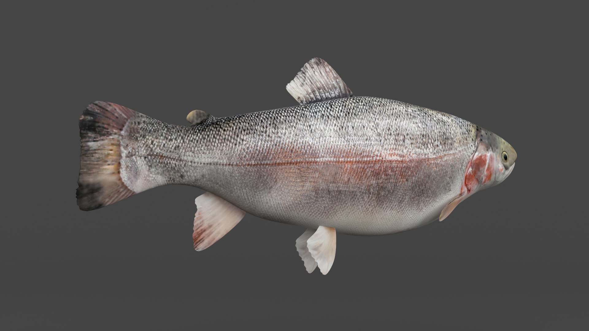 3D Model Fish Trout - TurboSquid 2117180