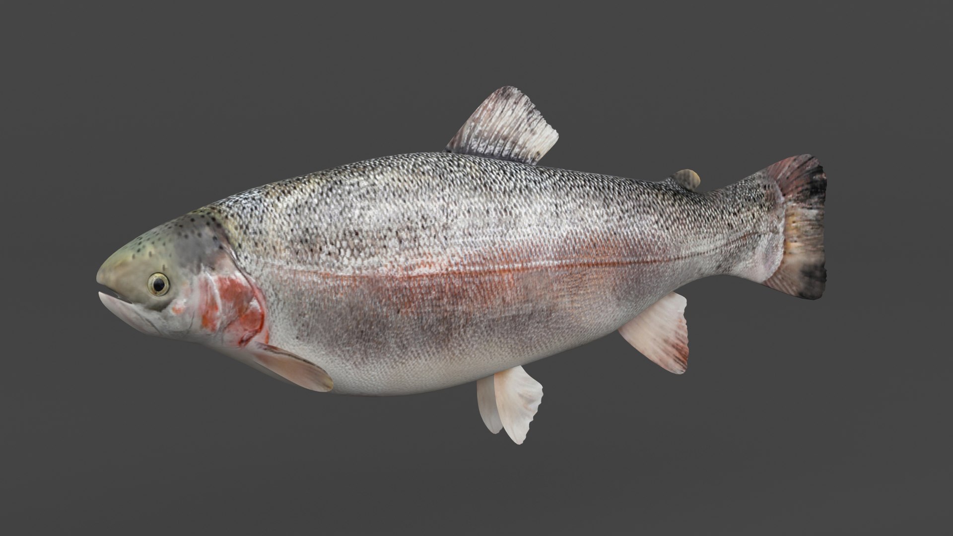 3D Model Fish Trout - TurboSquid 2117180