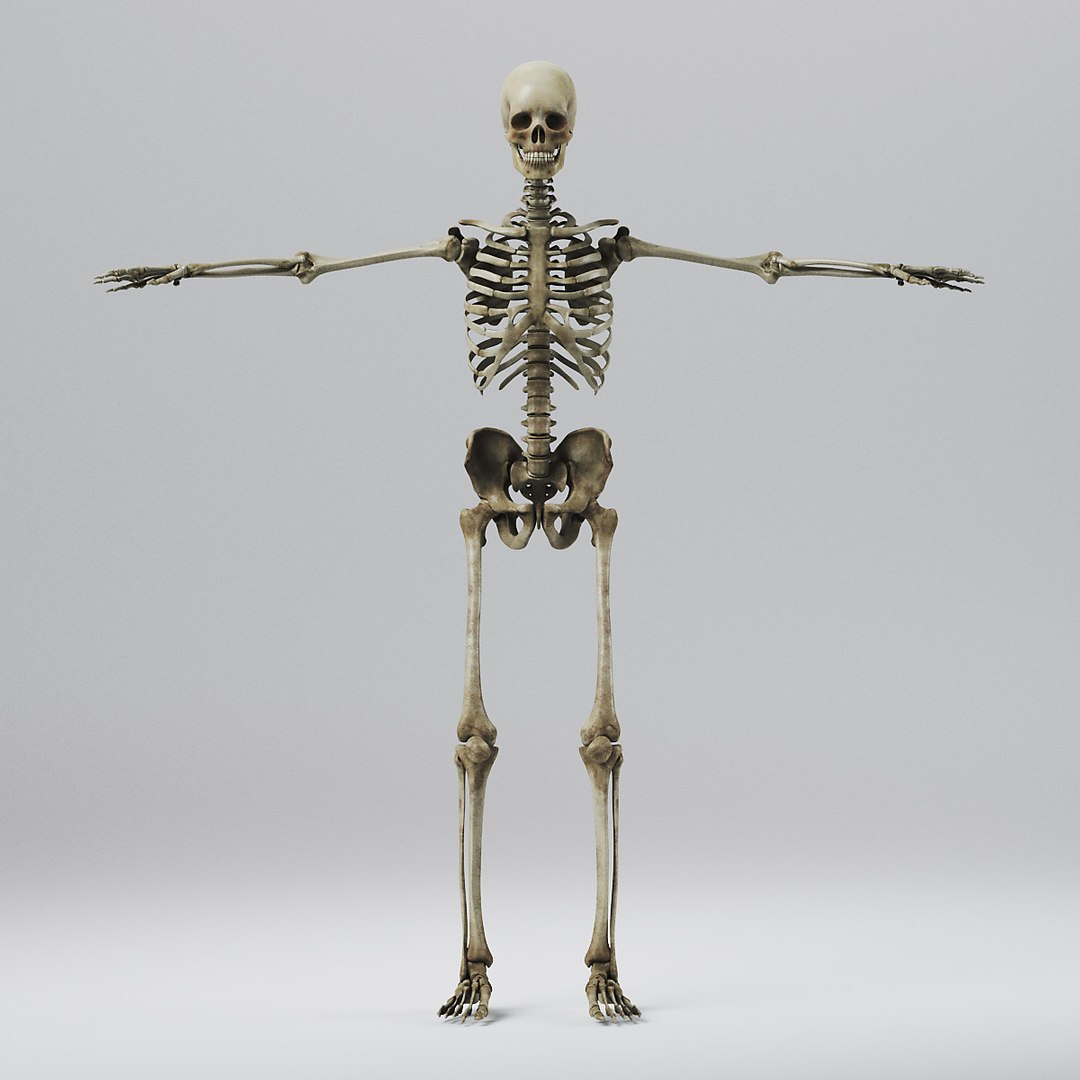 Human Skeleton - Nose Anatomy 3d Model