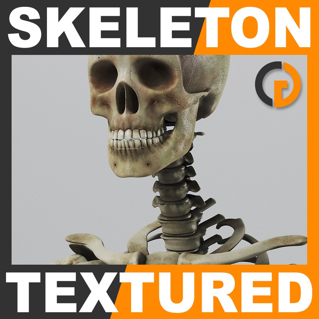 Human Skeleton - Nose Anatomy 3d Model