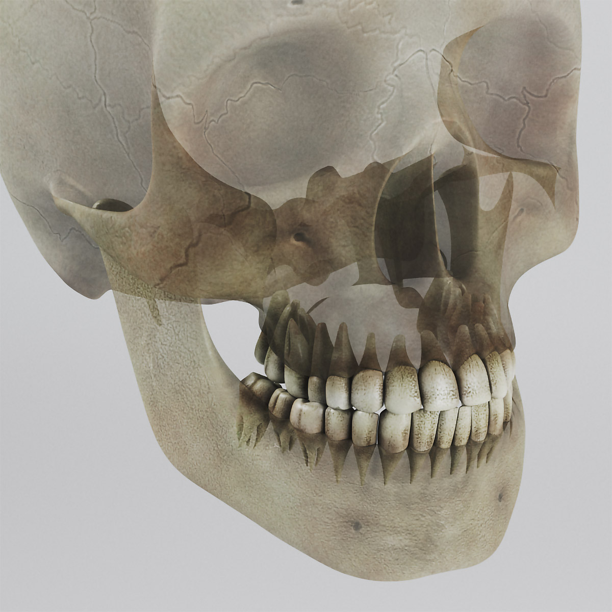 human skeleton - nose anatomy 3d model