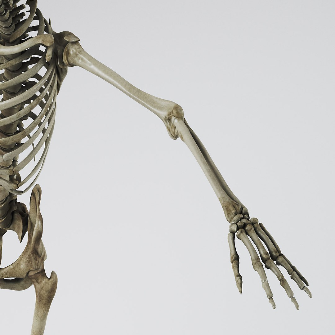 Human Skeleton - Nose Anatomy 3d Model