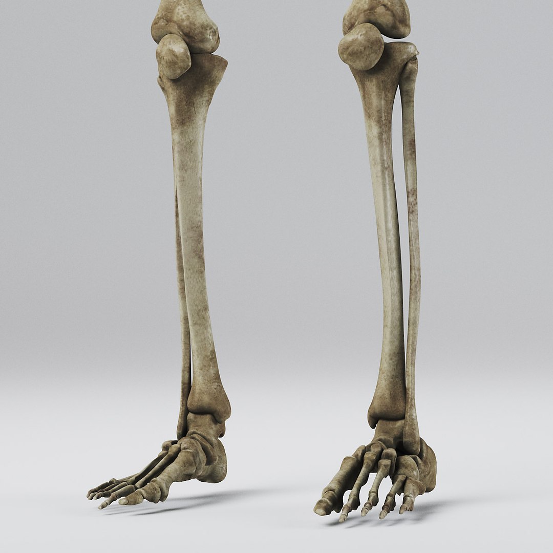 human skeleton - nose anatomy 3d model