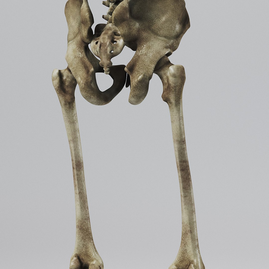 Human Skeleton - Nose Anatomy 3d Model