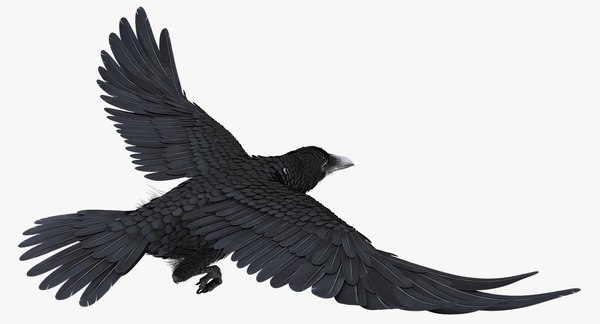 Raven animate 3D model - TurboSquid 1484824