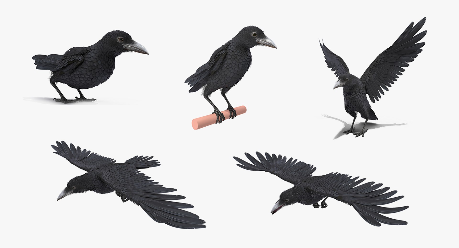Raven animate 3D model - TurboSquid 1484824