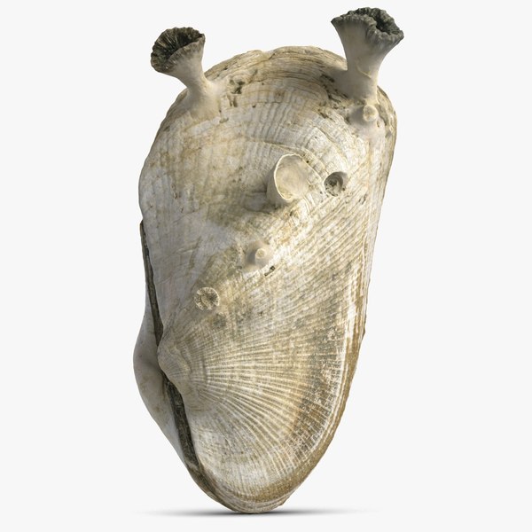 3d model big mussel sea shell