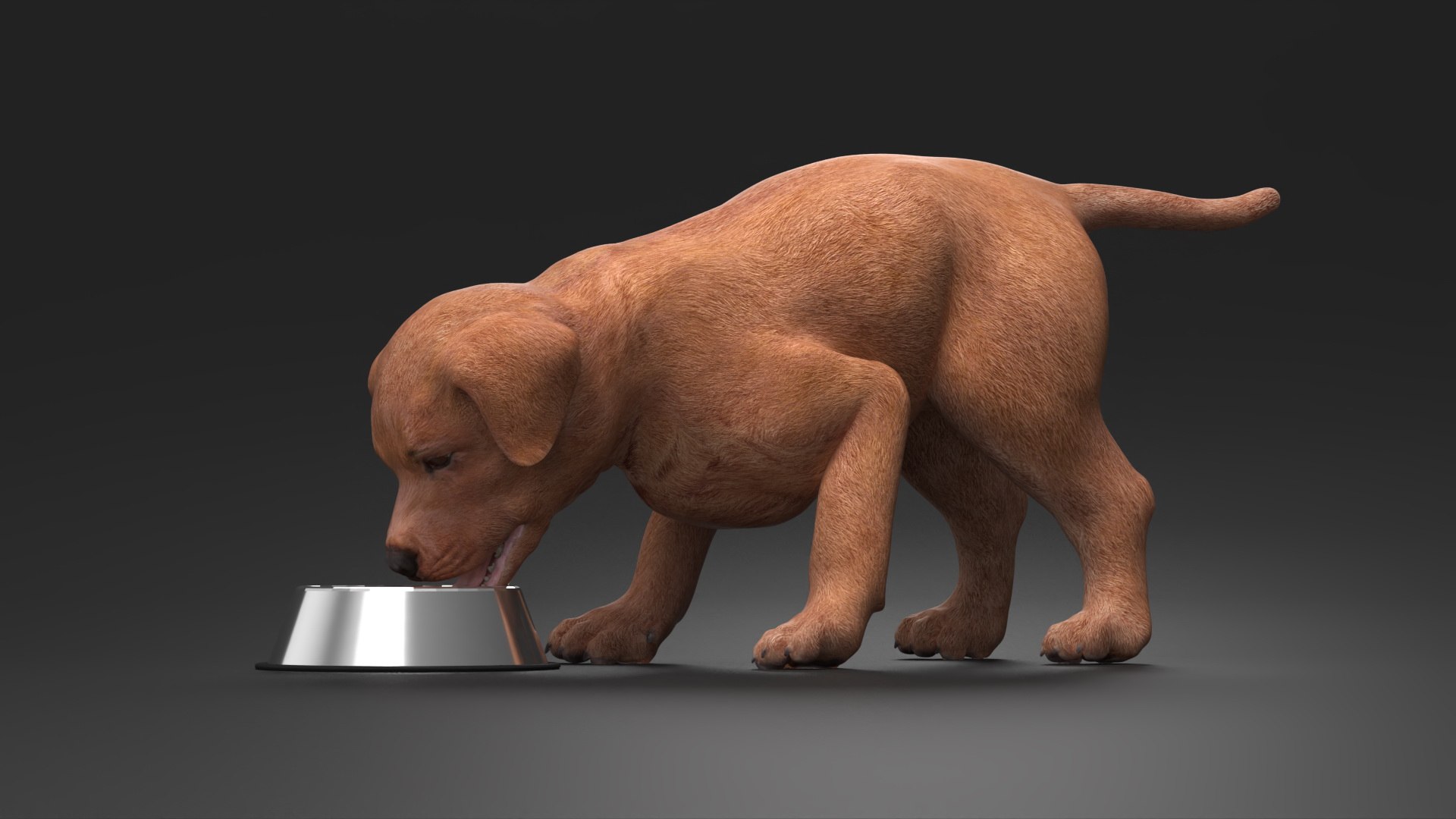 3D Brown Labrador Puppy Eating Dog Food Model - TurboSquid 2411093