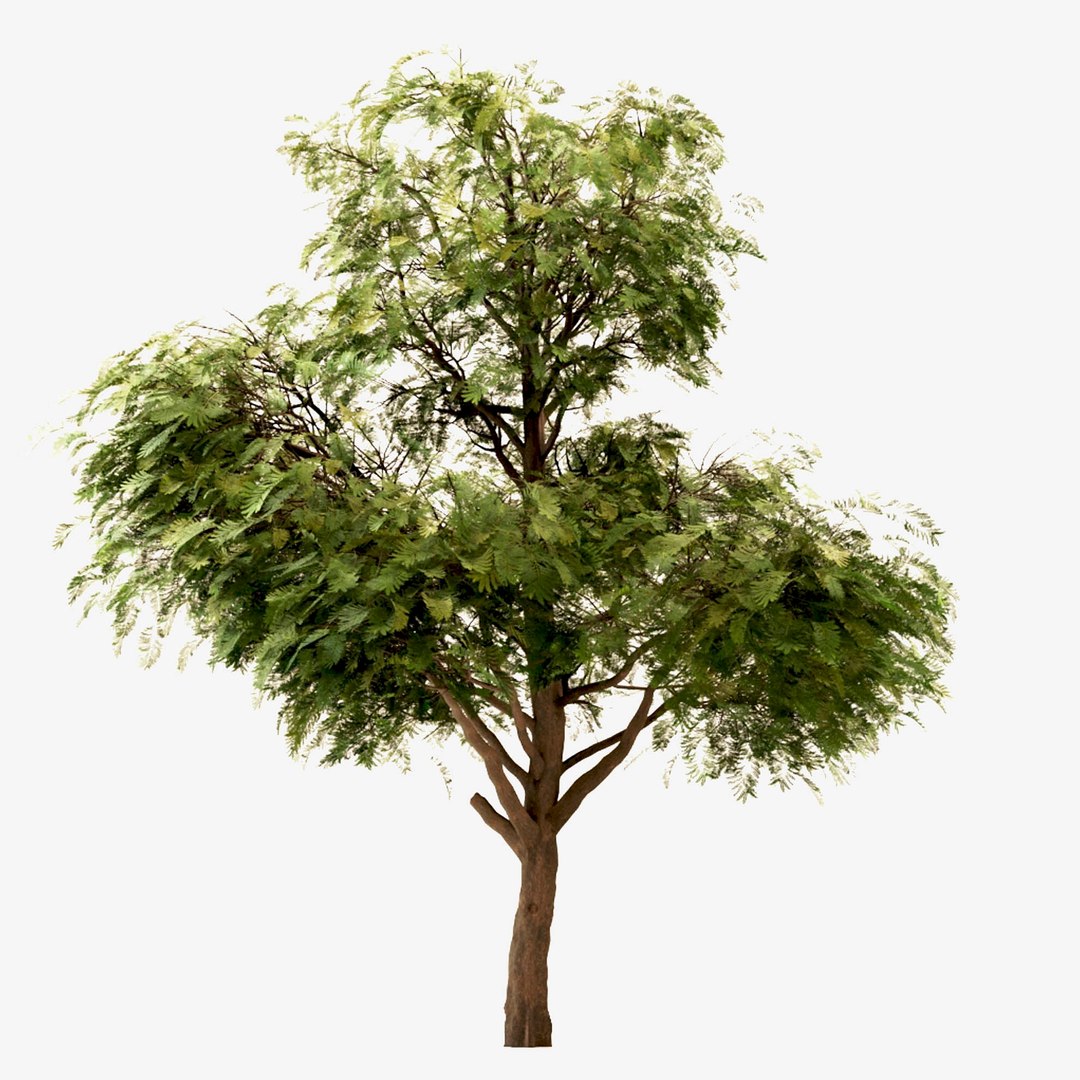 Acacia Nilotica Or Gum Arabic Tree Set - 3 Trees 3D Model - TurboSquid ...