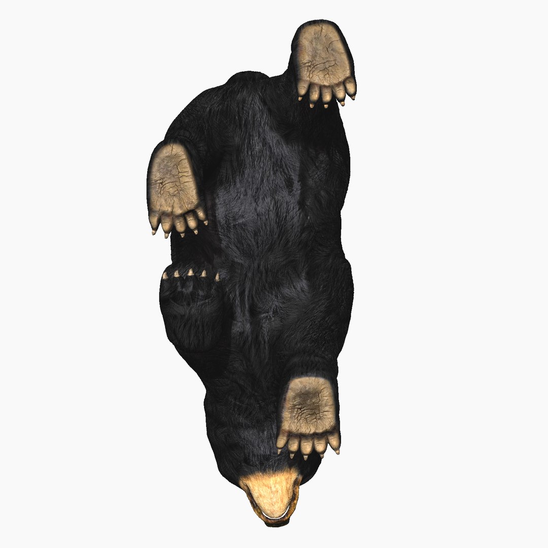 max american black bear