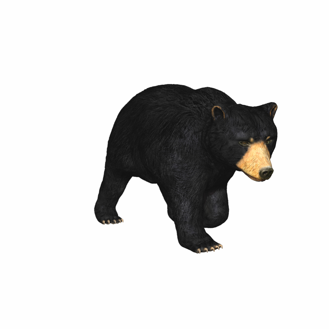 max american black bear