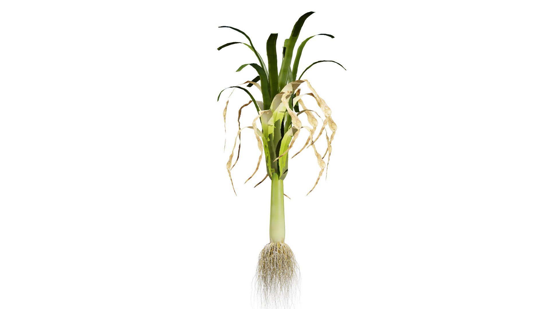 3D Flander Leek Plant Collection - TurboSquid 2393162