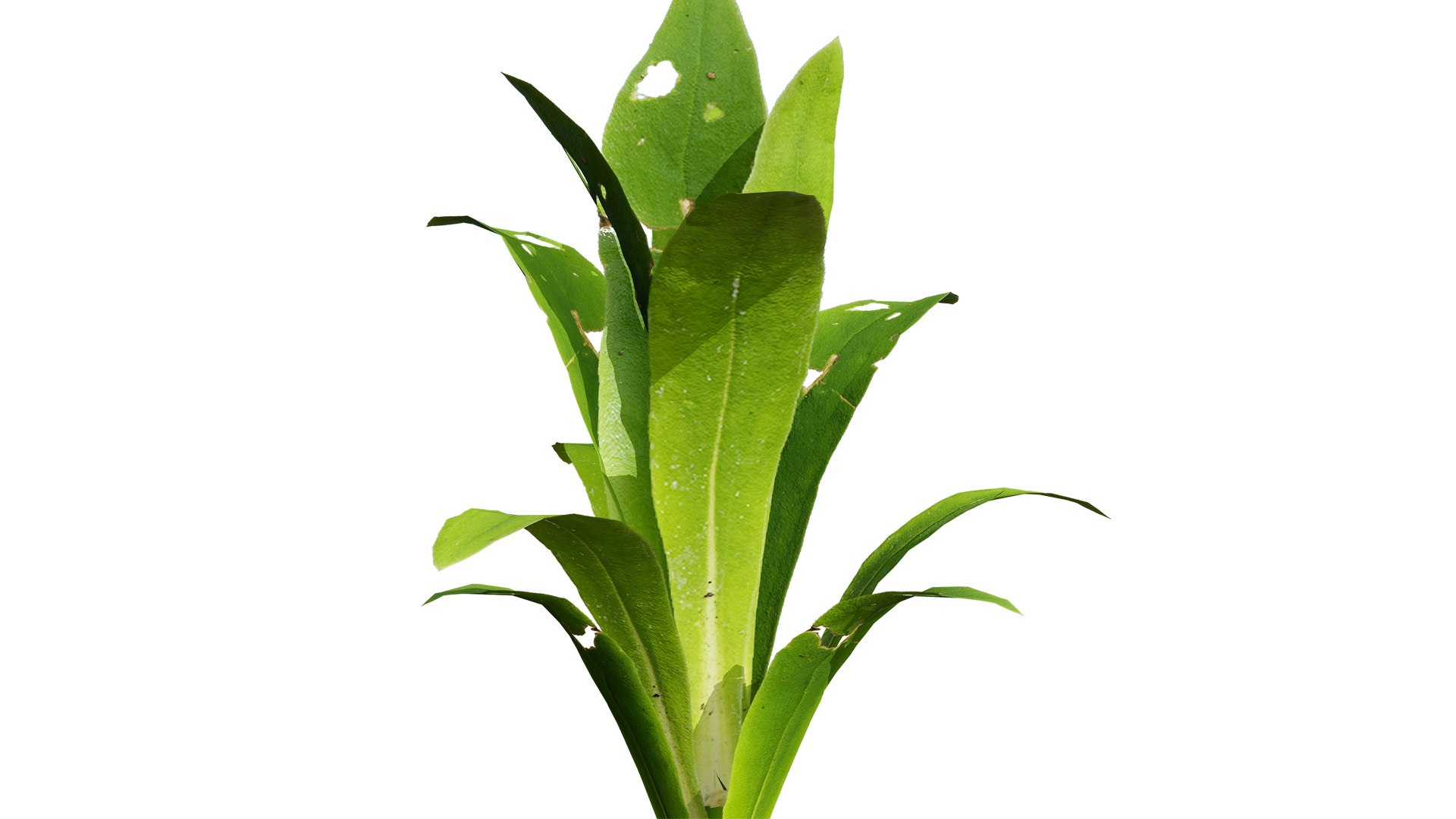3D Flander Leek Plant Collection - TurboSquid 2393162