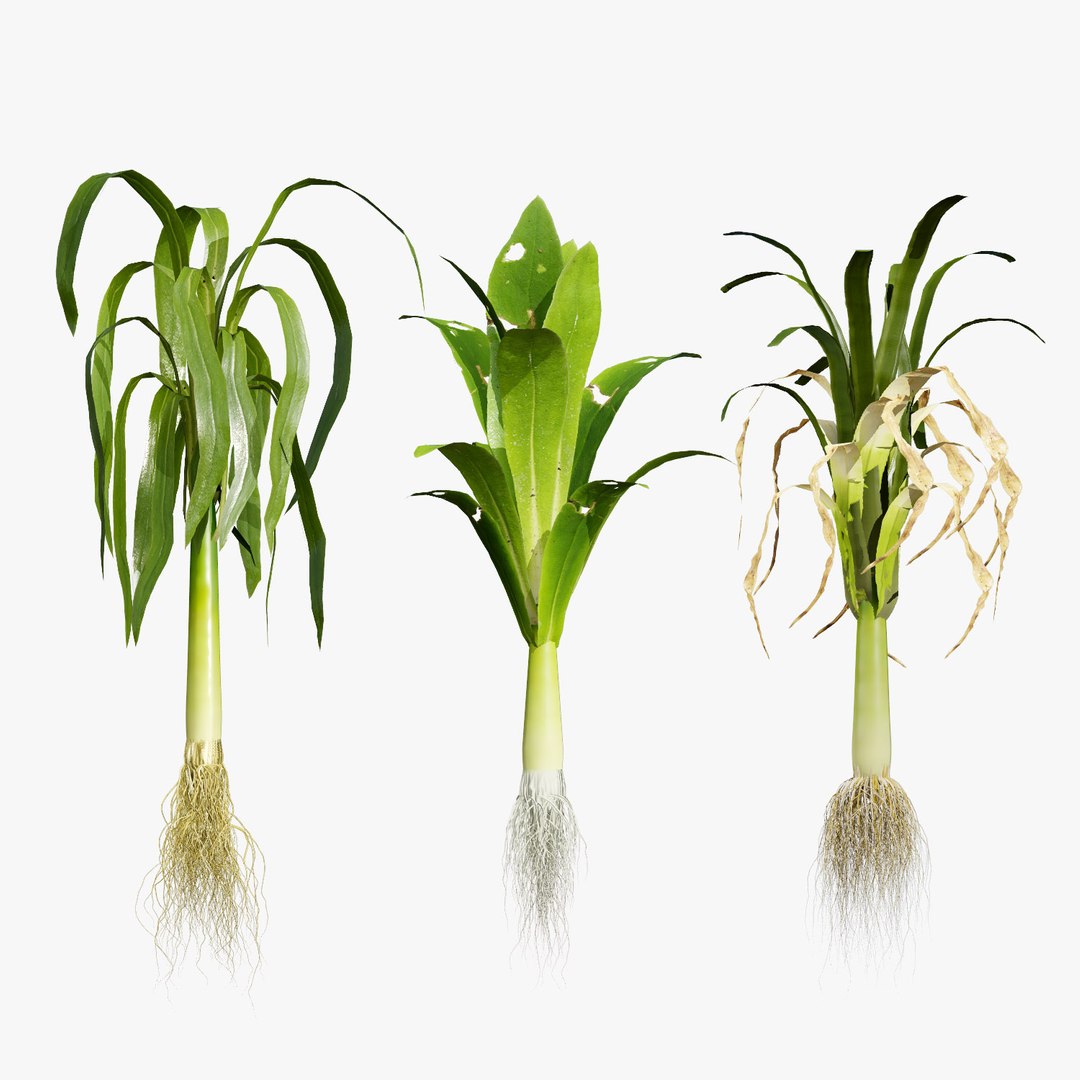 3D Flander Leek Plant Collection - TurboSquid 2393162