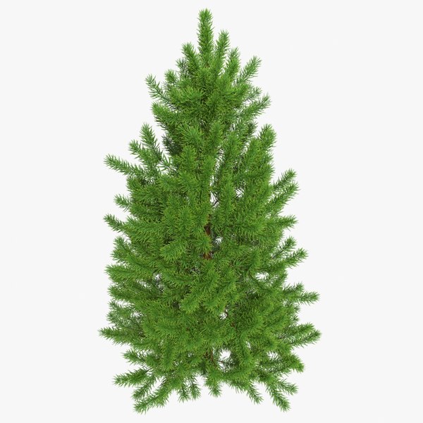 3d model fir tree
