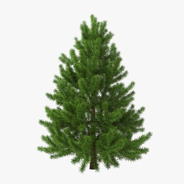3d model fir tree