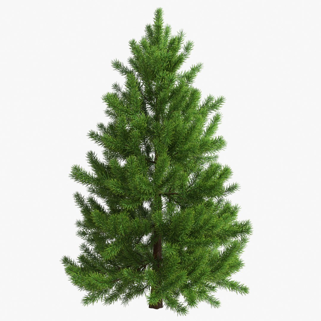 3d model fir tree
