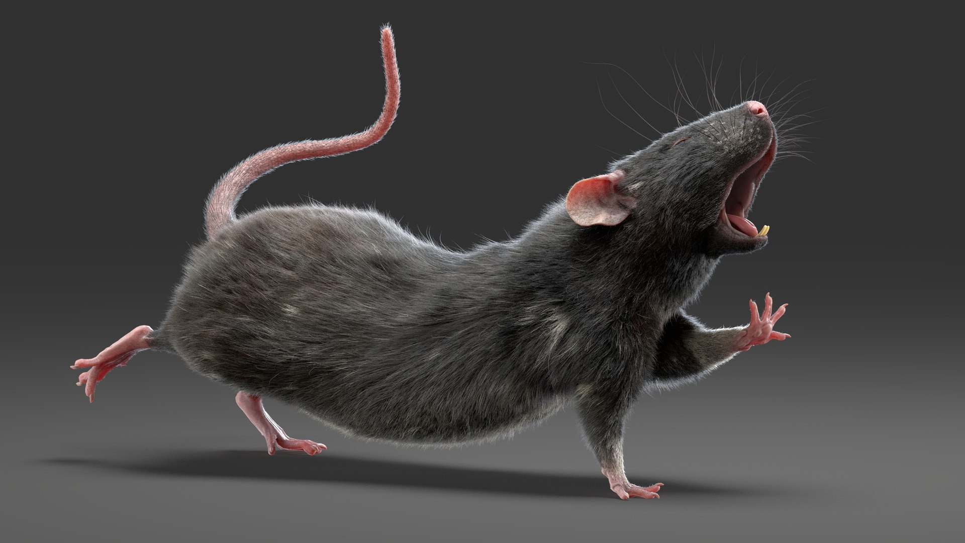 3D Rat Fur Animations 3 - TurboSquid 1630656