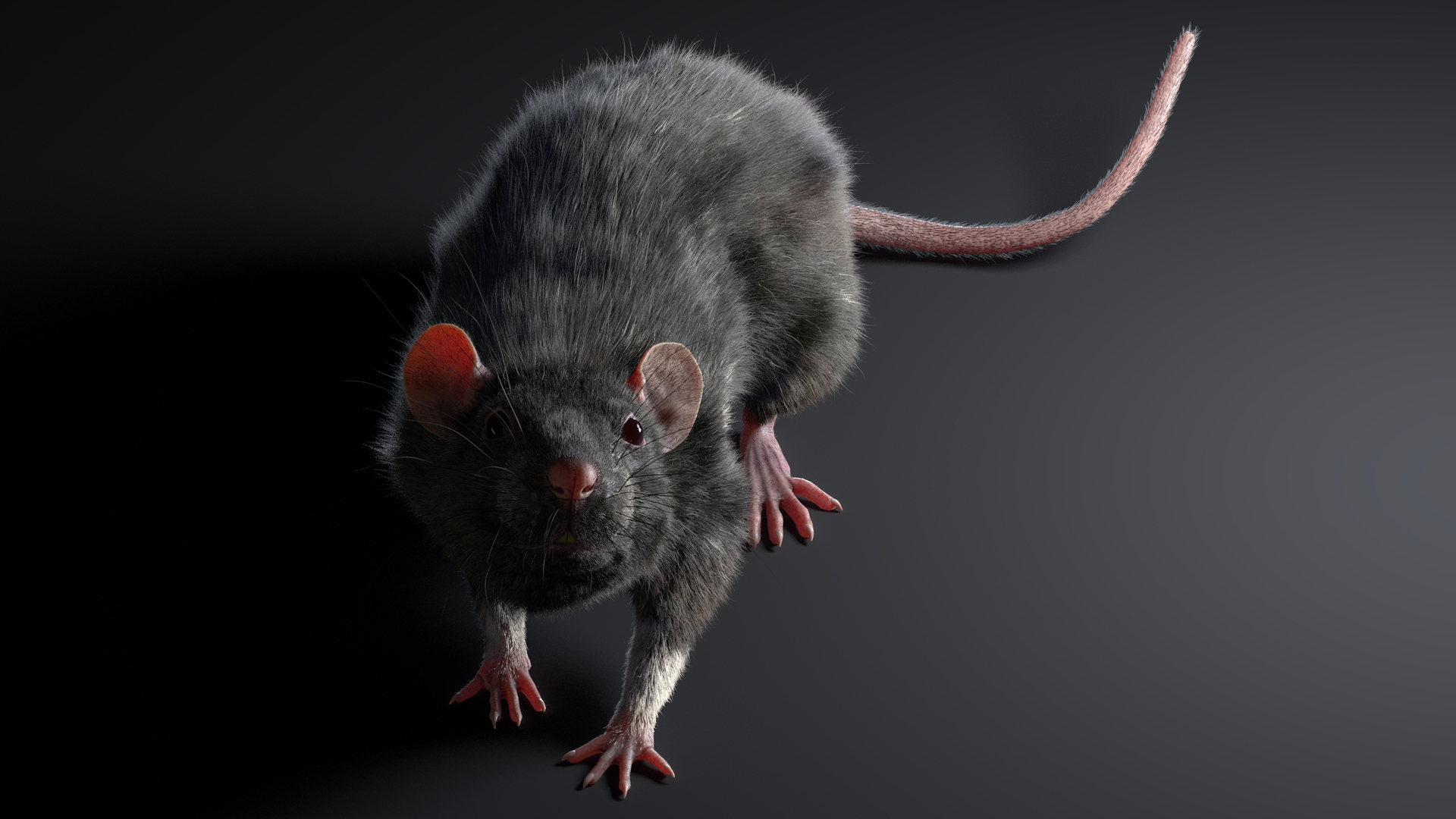 3D rat fur animations 3 - TurboSquid 1630656