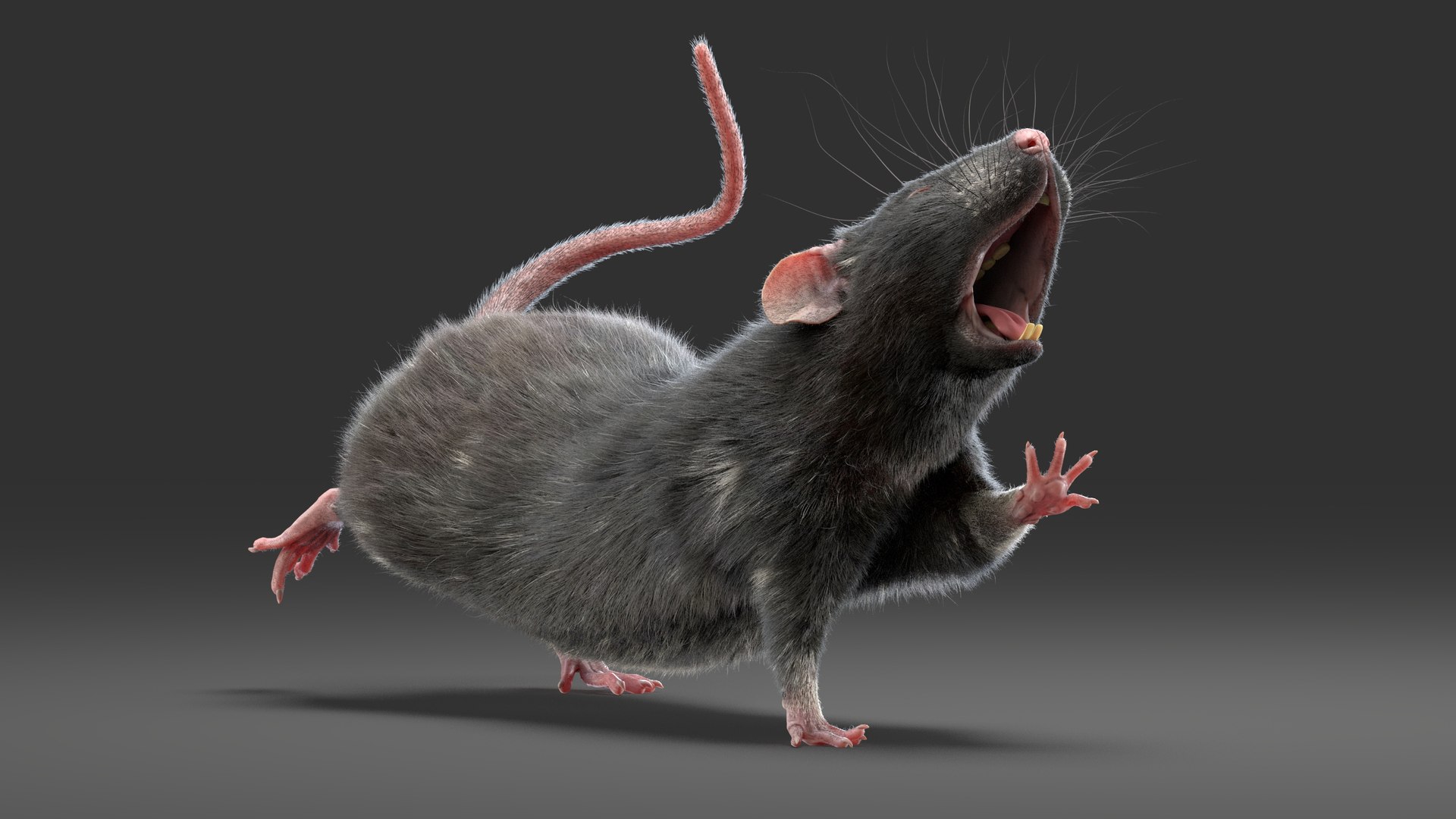 3D Rat Fur Animations 3 - TurboSquid 1630656