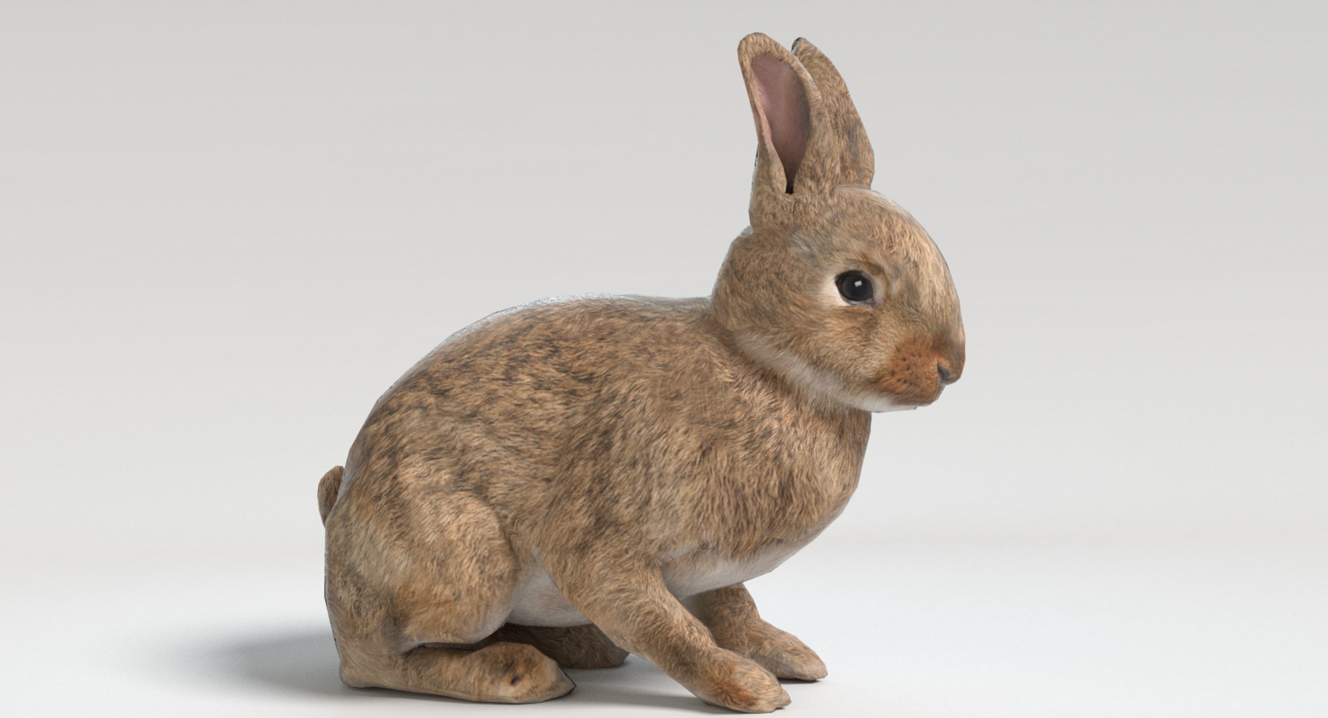 3D Model Rabbit - TurboSquid 1164264