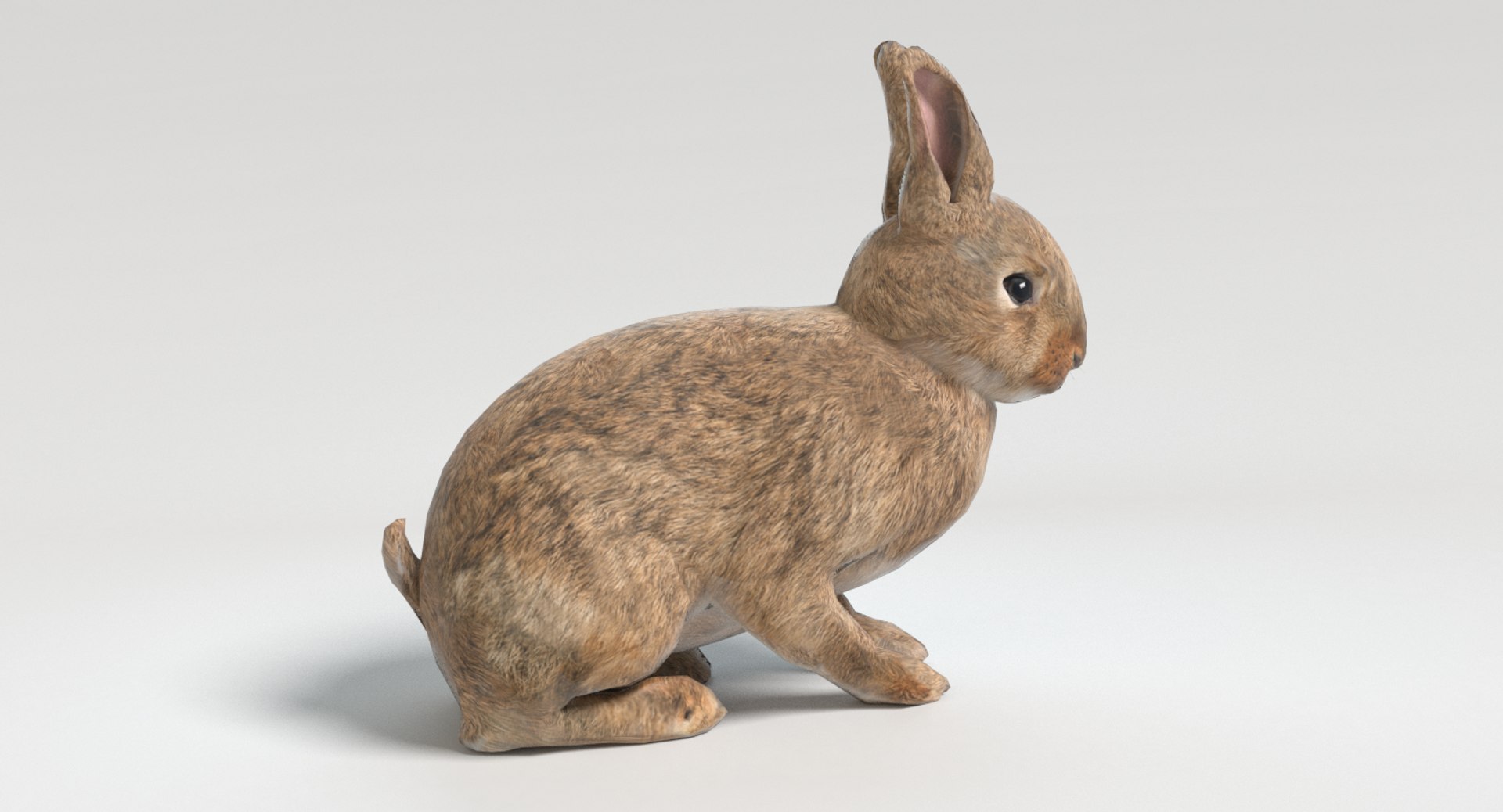 3D Model Rabbit - TurboSquid 1164264