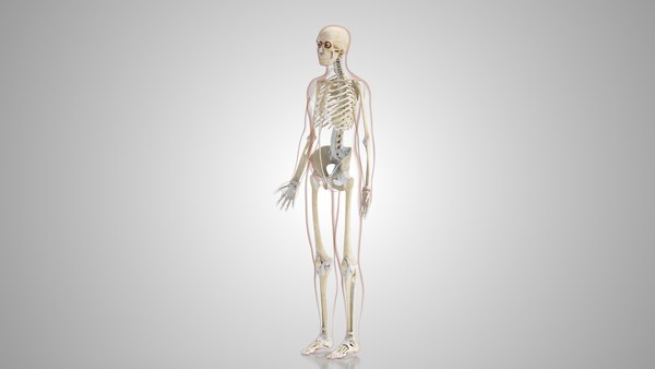Human Skeleton system with ligaments 8K 3D model - TurboSquid 1927190