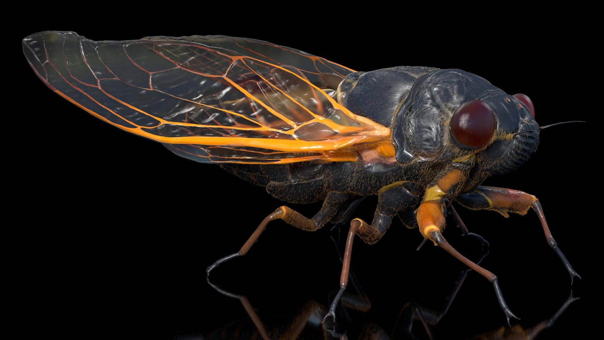 3D Magicicada Septendecim Rigged For Maya Model - TurboSquid 2060323