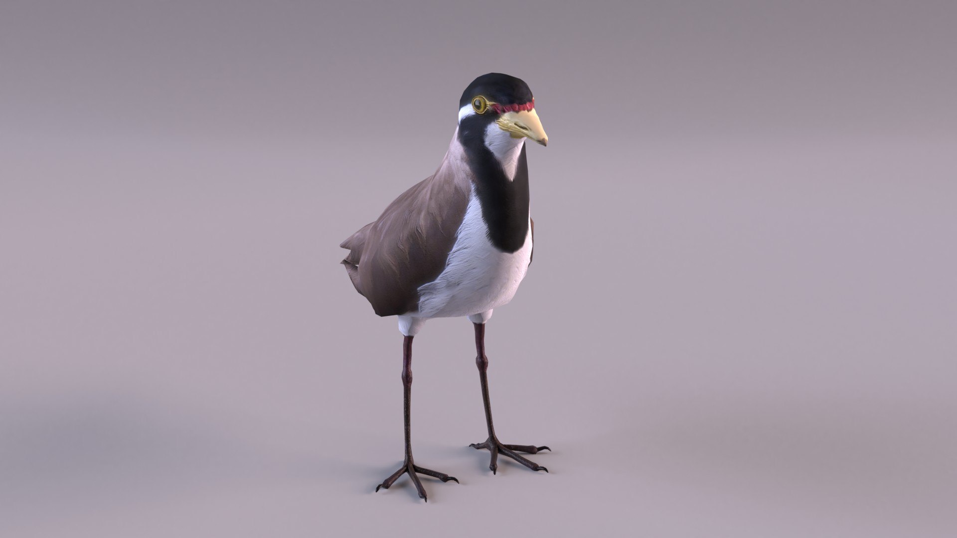 3D Banded Lapwing Vanellus Tricolor - TurboSquid 1698145