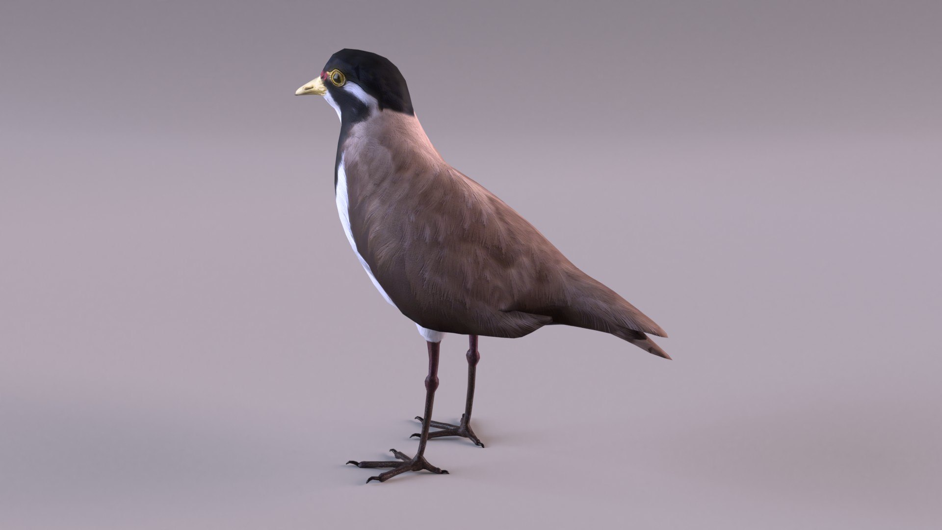 3D Banded Lapwing Vanellus Tricolor - TurboSquid 1698145