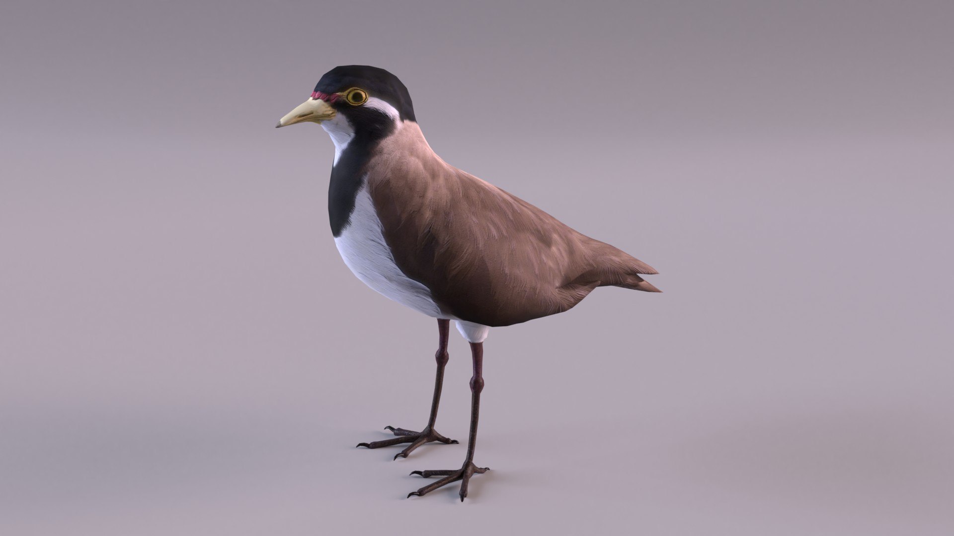 3D Banded Lapwing Vanellus Tricolor - TurboSquid 1698145