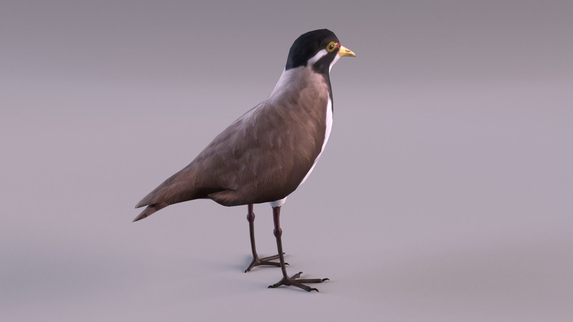 3D Banded Lapwing Vanellus Tricolor - TurboSquid 1698145