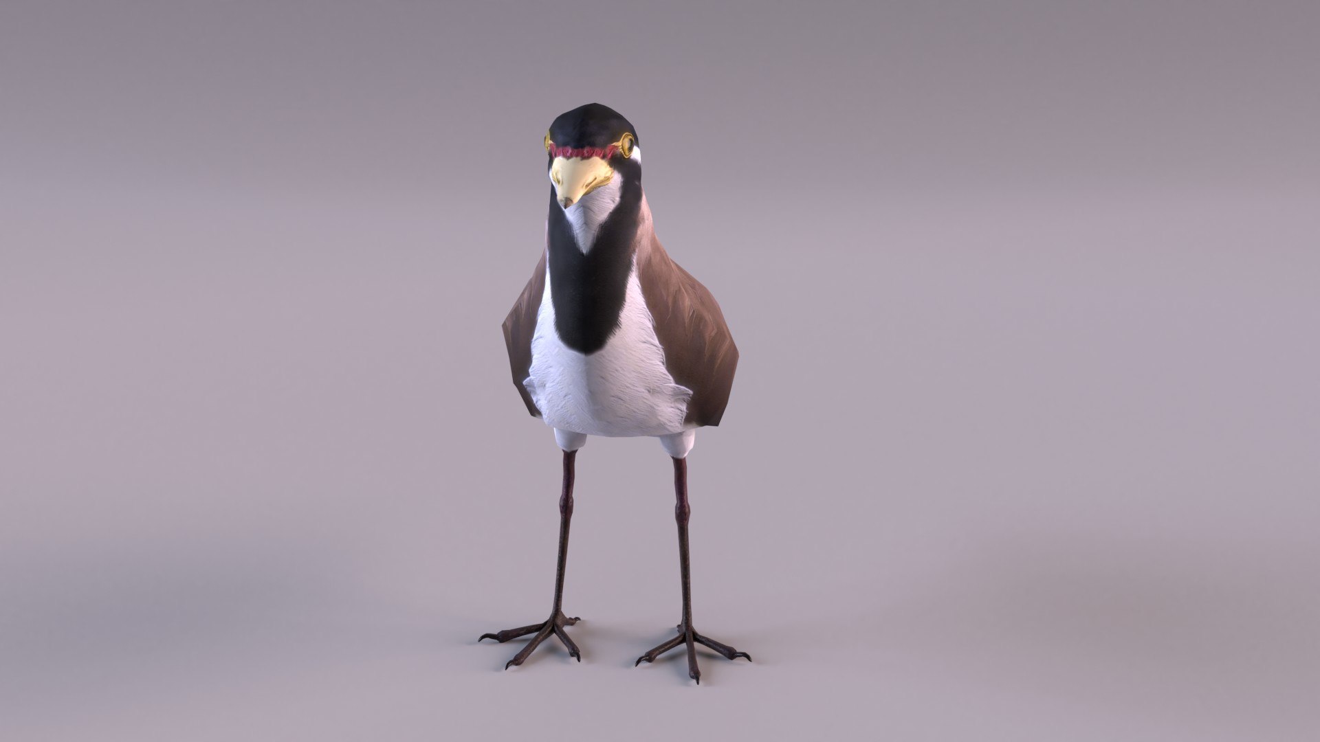 3D Banded Lapwing Vanellus Tricolor - TurboSquid 1698145