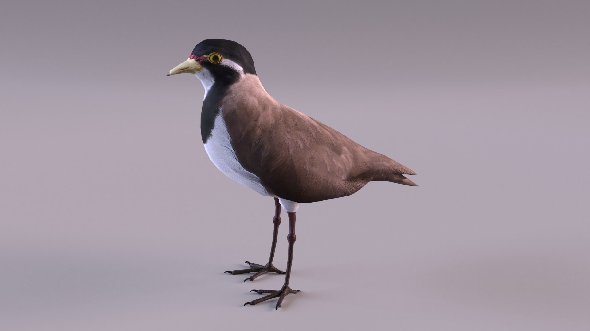 3D Banded Lapwing Vanellus Tricolor - TurboSquid 1698145