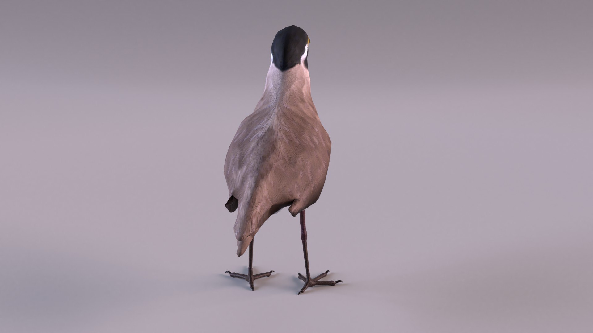 3D Banded Lapwing Vanellus Tricolor - TurboSquid 1698145