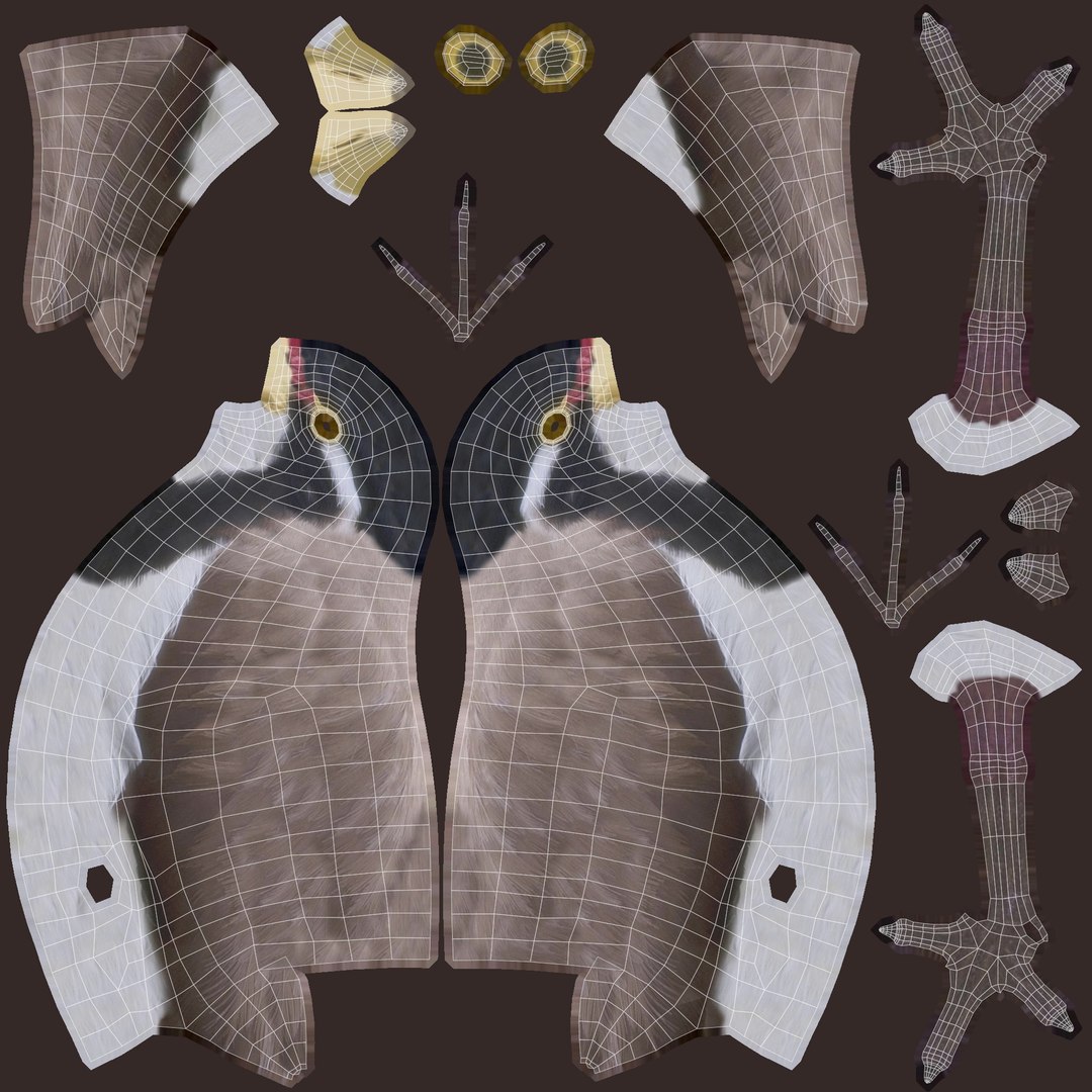 3D Banded Lapwing Vanellus Tricolor - TurboSquid 1698145