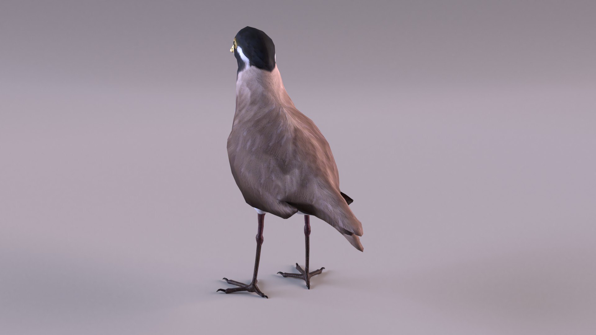 3D Banded Lapwing Vanellus Tricolor - TurboSquid 1698145